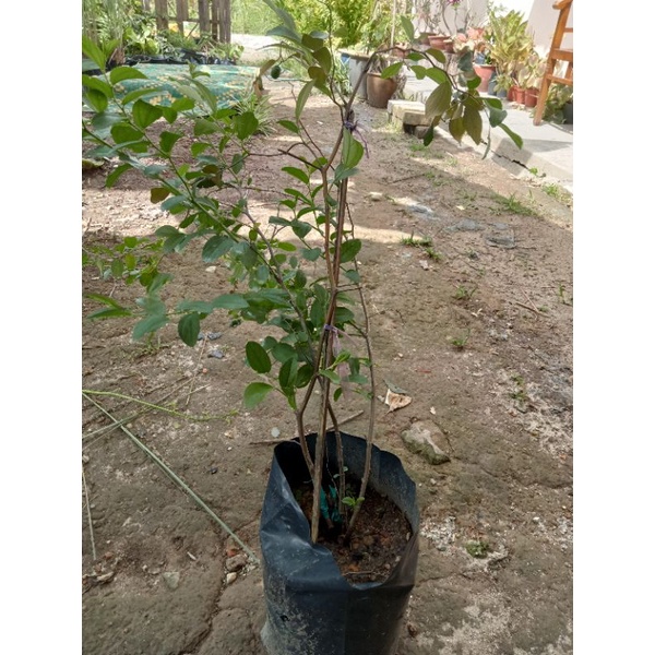 Pokok bidara kampung / bidara duri / bidara kawen bidara epal | Shopee ...