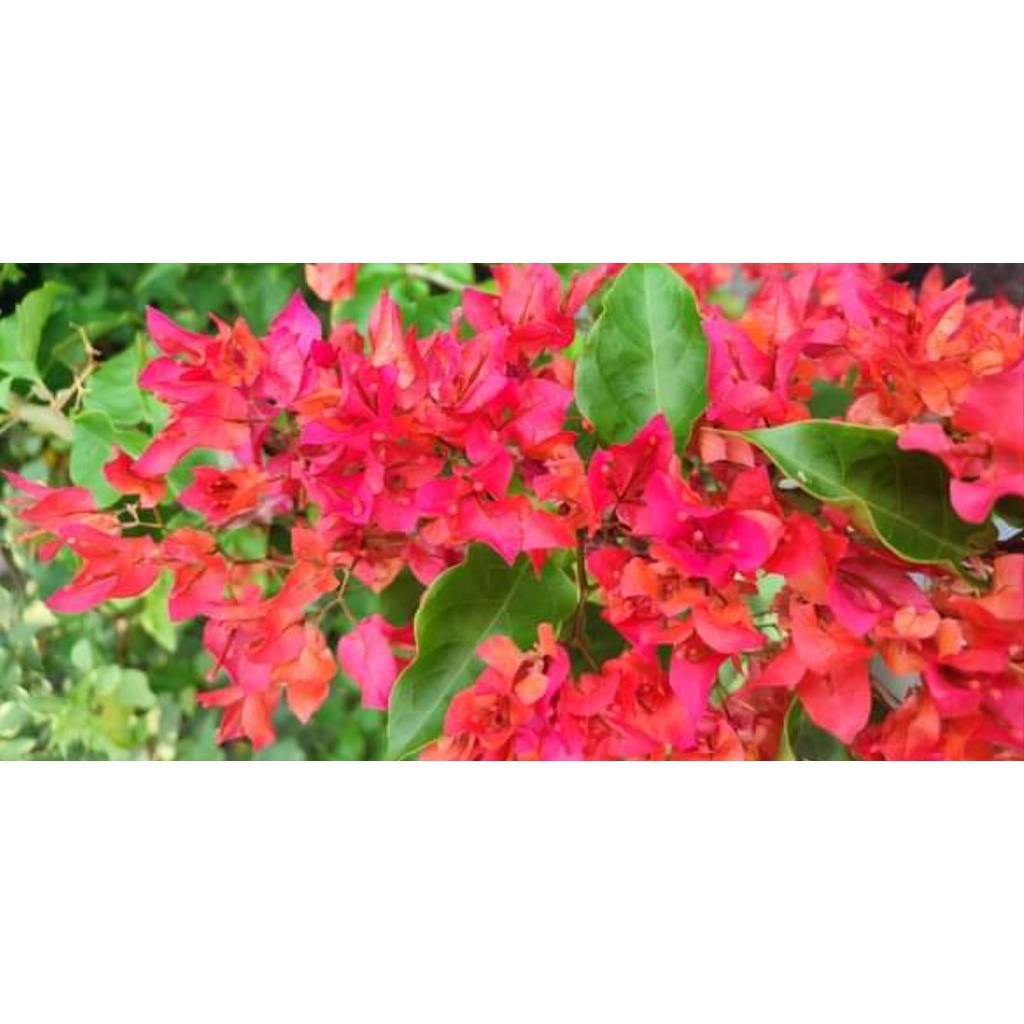 POKOK BUNGA KERTAS MUSANG EKOR MERAH | Shopee Malaysia