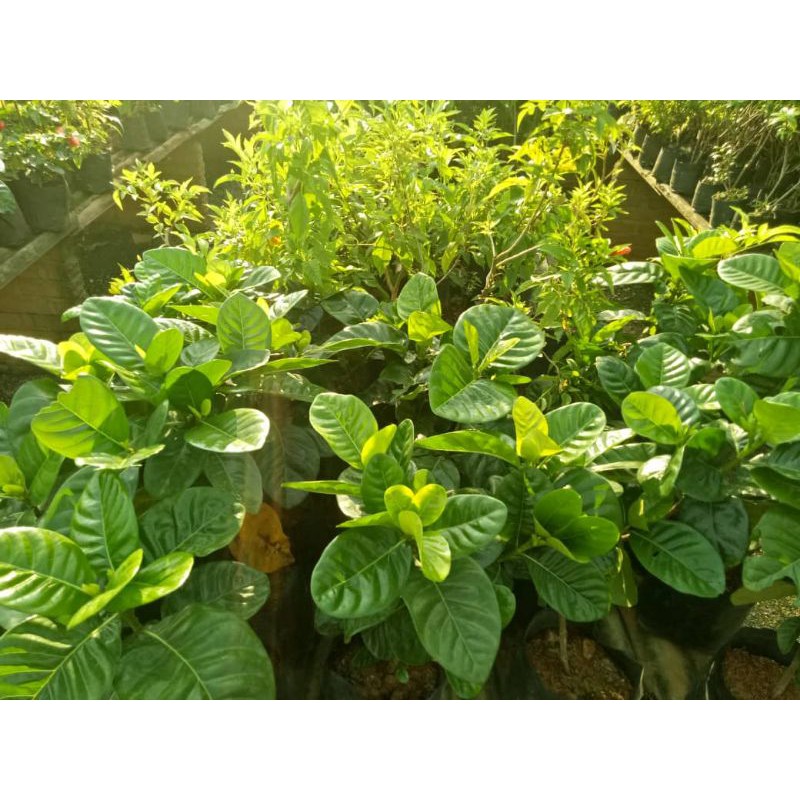 Bunga Cina (Chinese Jasmine) | Shopee Malaysia