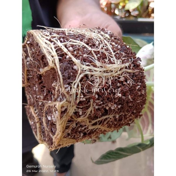 ROOT BOOSTER | serbuk penggalak akar | baja akar | Shopee Malaysia