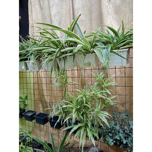 anak pokok spider plant | Shopee Malaysia