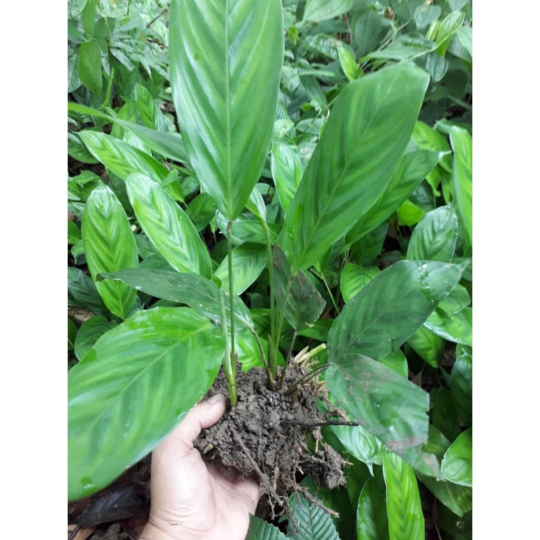 Pokok lerekk puyuh berakar/pokok lerek kecil | Shopee Malaysia