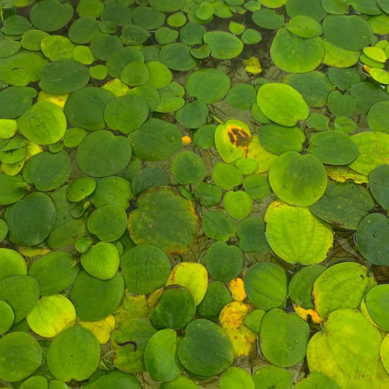 POKOK AIR UNTUK BETA(RISIKO SENDIRI) | Shopee Malaysia