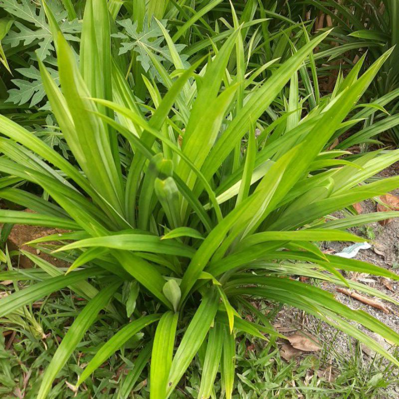 Anak Pokok Pandan Berakar/ Pandanus amryllifolius with Root | Shopee ...