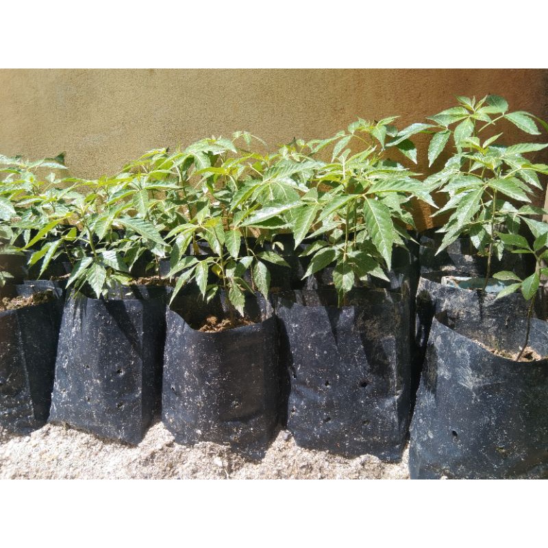 Anak Pokok MELADA PAHIT/LADA PAHIT | Shopee Malaysia