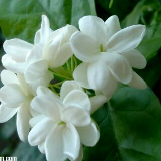 AZ Pokok Bunga Melur Rose | Shopee Malaysia