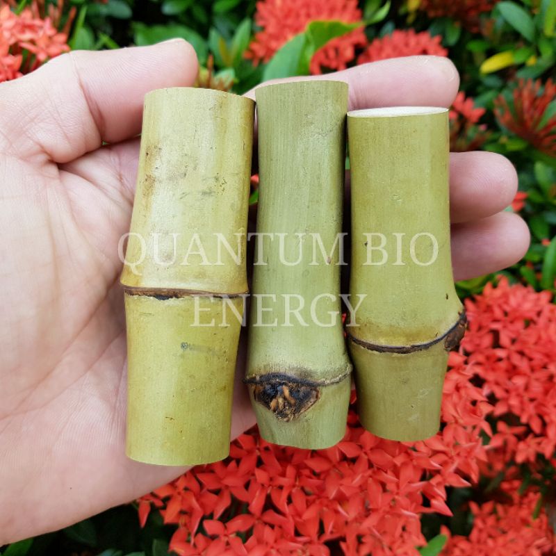 Buluh Tumpat Asli (RARE ITEM) 8 cm / Asli Dari Pahang | Shopee Malaysia