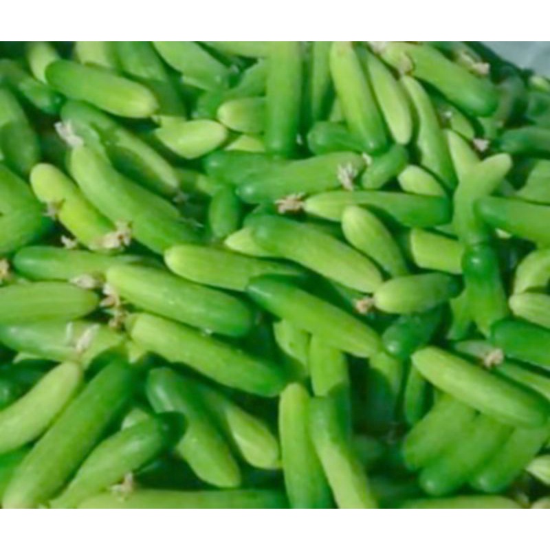 biji benih timun mini F1 HYBRID.RM1 5seeds. mini cucumber f1 hybrid ...
