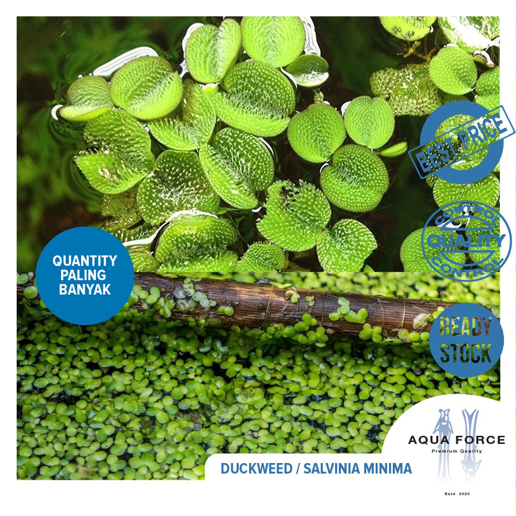 DUCKWEED ( LEMNA MINOR ) / SALVINIA MINIMA FLOATING PLANT - @betta ...