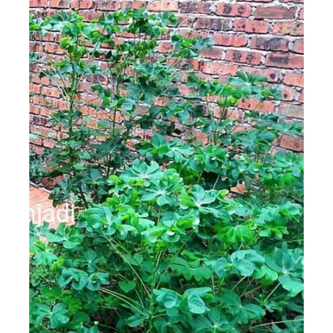 POKOK UBI KERINTING KAMPUNG keratan (7 inci) | Shopee Malaysia