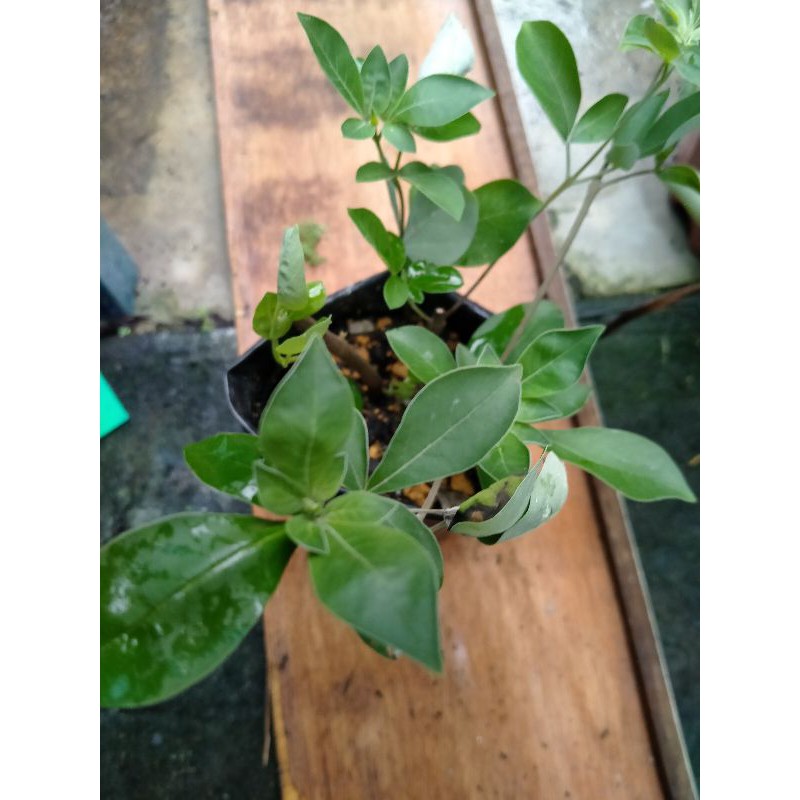 Lemuni , Pokok lemuni , Lemuni Putih , Pokok Lemuni Putih ( anak pokok ...