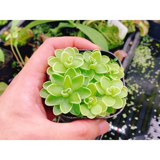 carnivorous plants,pinguicula, terrarium, paludarium, vivarium | Shopee ...