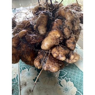 UBi itik 1kg sedap di makan di waktu hujan | Shopee Malaysia