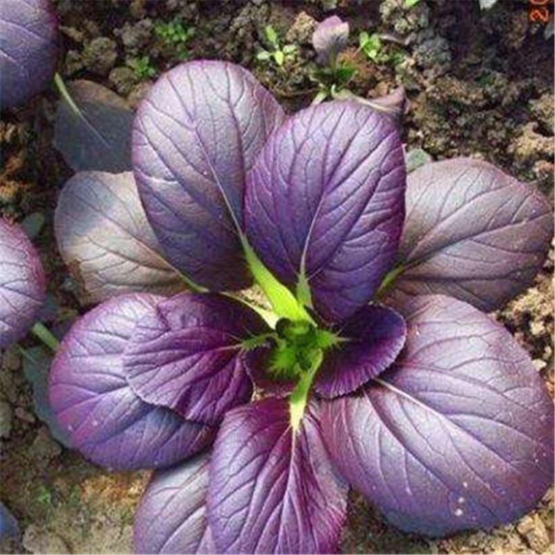 Dark Purple Leaf Bok Choy Pak Choi Seeds/ Pak Choy Ungu - Ready Stock ...