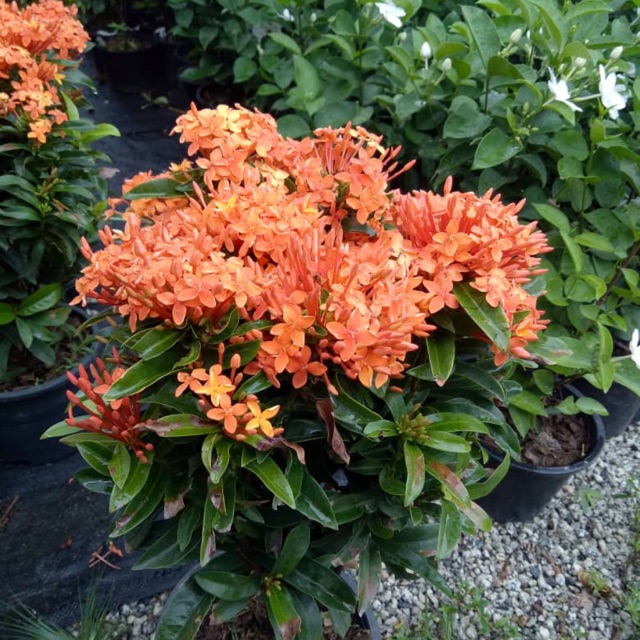 Bunga ixora / bunga ixora warna oren / bunga tudung periuk | Shopee ...