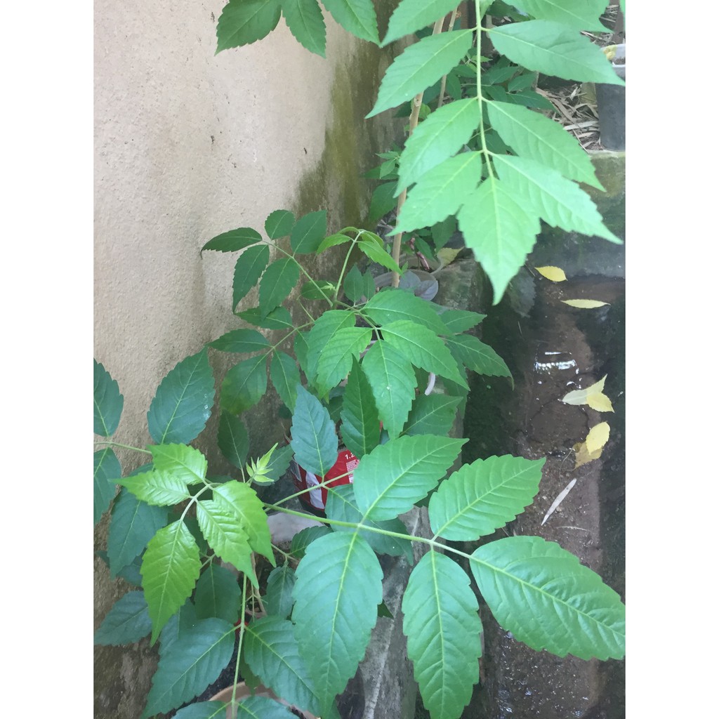 Anak POKOK MELADA PAHIT / Lada Pahit / Brucea Javanica | Shopee Malaysia