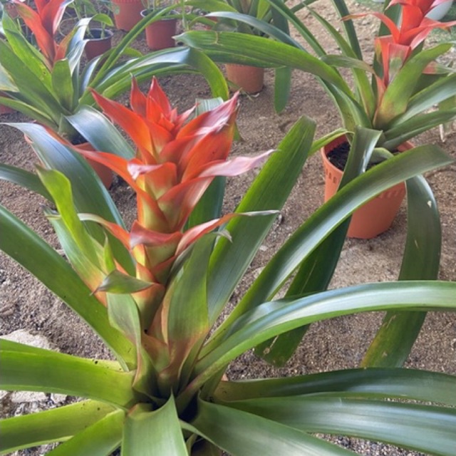 NEW‼️ Guzmania / Bunga oren / Pokok hiasan indoor | Shopee Malaysia
