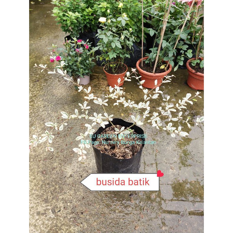 Pokok Busida Batik ( Bucida Molineti ) | Shopee Malaysia
