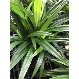 Pokok pandan wangi ( pokok pandan ) | Shopee Malaysia