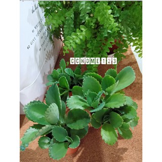 Daun Setawar Mother of Thousands Succulent Bryophyllum Pinnatum ...