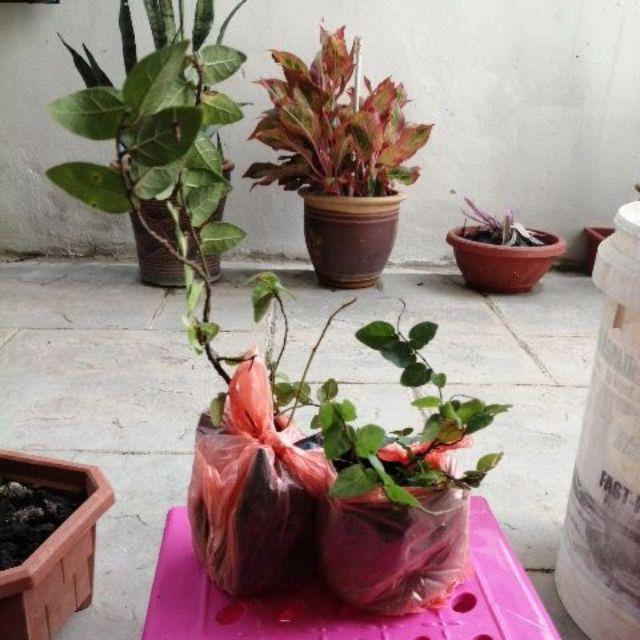 Pokok ficus pumila(2 polibag) | Shopee Malaysia
