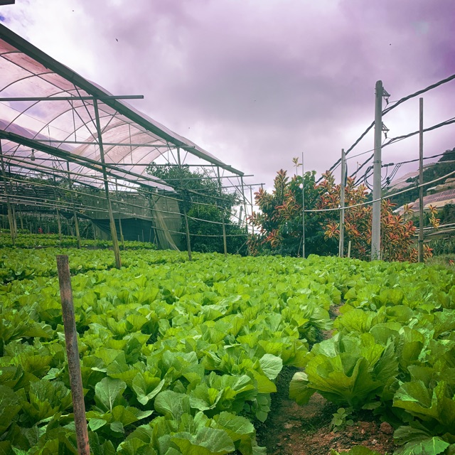 MSI AGRO ENTERPRISE, Online Shop | Shopee Malaysia