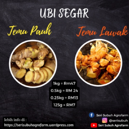 Rizom Temu - TEMU PAUH / TEMU LAWAK | Shopee Malaysia