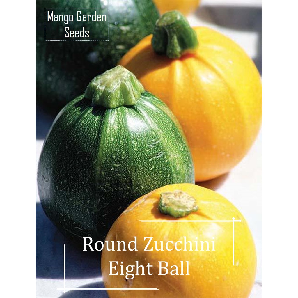 *Rare* Eight Ball Zucchini Seeds - 10 Seed *Pot Friendly* Dark Green ...