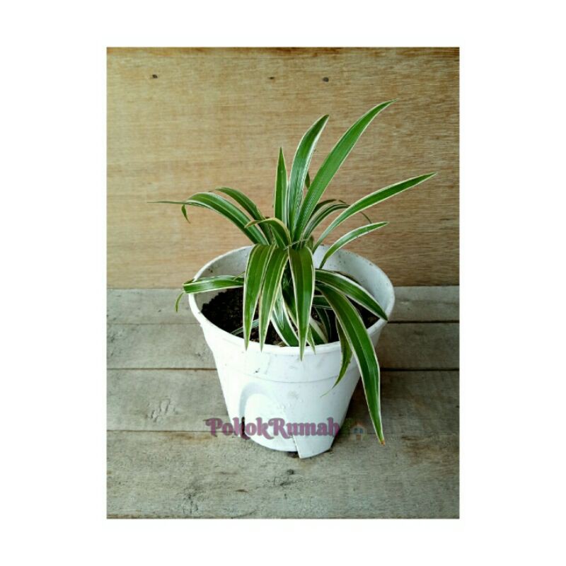 Pokok Spider Murah ( Real Plant ) | Shopee Malaysia