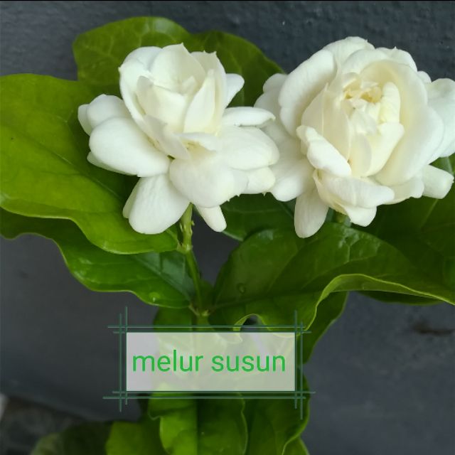 Pokok bunga melur susun , grand duke of tuscany fragrant flower plant ...
