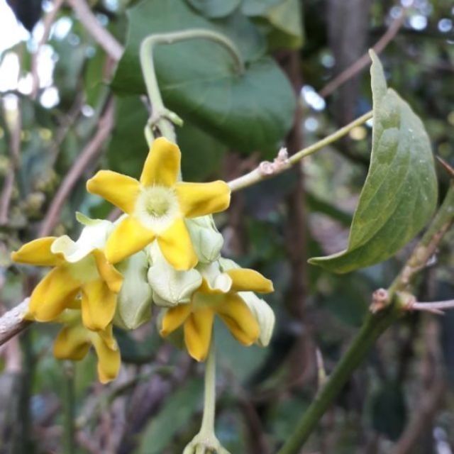Anak Pokok Bunga Tongkeng Dengan Akar ( Telosma Cordata / 夜来香 ...