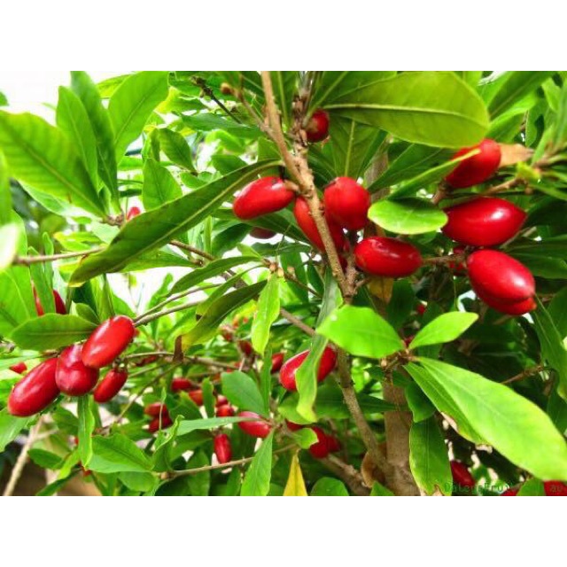 pokok buah ajaib, miracle berry, Synsepalum dulcificum | Shopee Malaysia