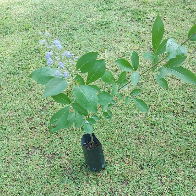 Pokok Bunga Kelulut / Nochi / Chinese Chaste Tree | Shopee Malaysia