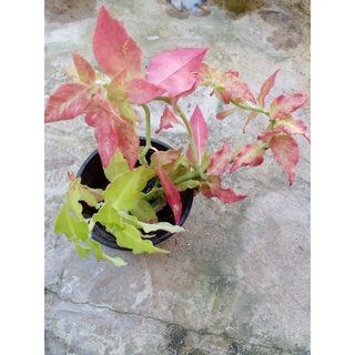 Pokok Bunga Lipan Merah/Devil's back bone/pokok bunga murah/viral ...