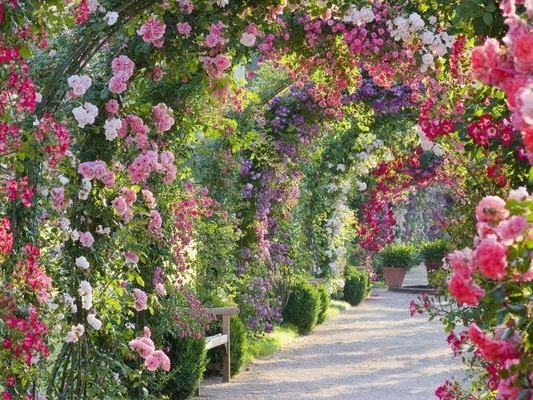 pokok bunga nursery, Online Shop | Shopee Malaysia