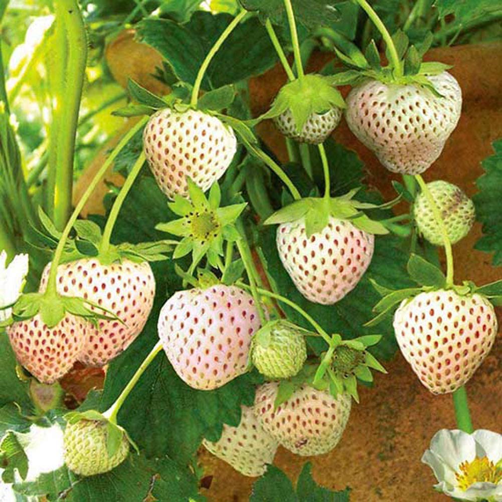 White Strawberry Seeds / Benih Strawberry Putih - Ready Stock | Shopee ...