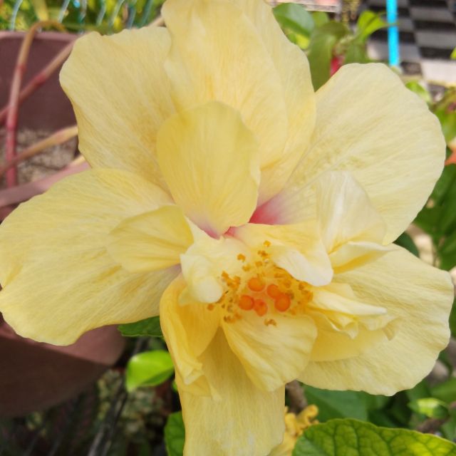 Bunga raya berlapis ( kuning cair ) | Shopee Malaysia