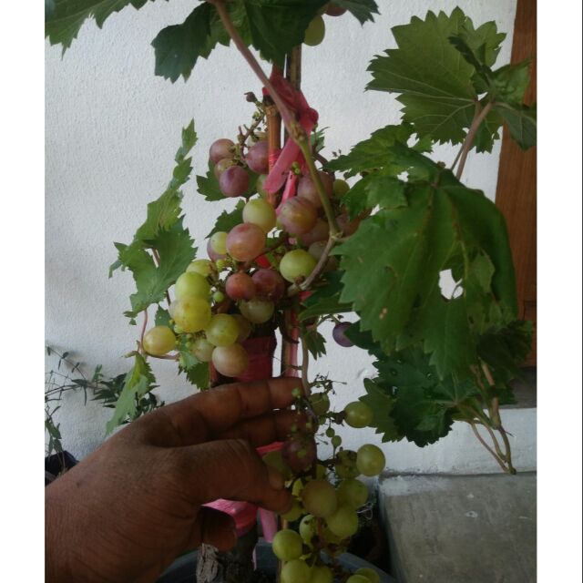 Pokok anggur Thai batang besar/grape Tree | Shopee Malaysia