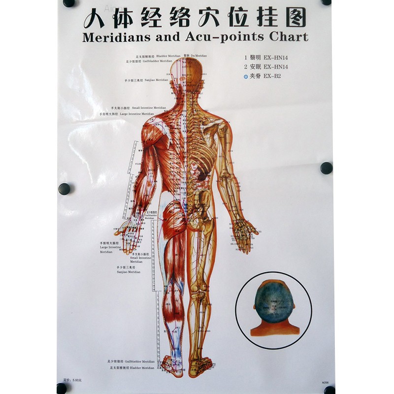 Baixingl Sheets Body Acupuncture Meridian Acupressure Points Posters ...