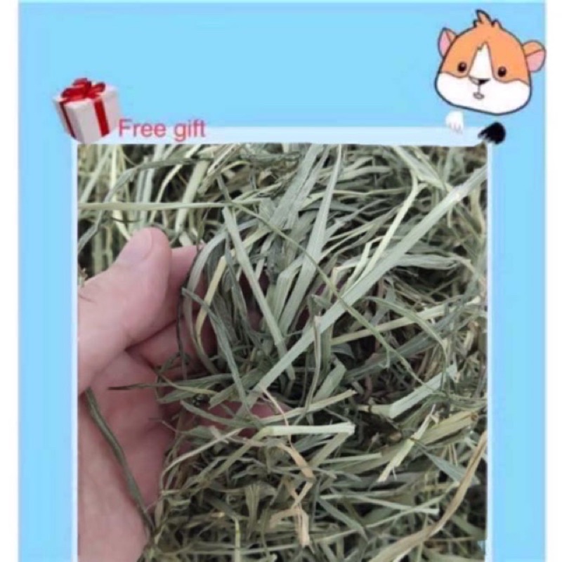 TIMOTHY HAY 1KG (1KG/ 500GM) Rabbit/Prairie Dog/Guinea pig hay | Shopee ...