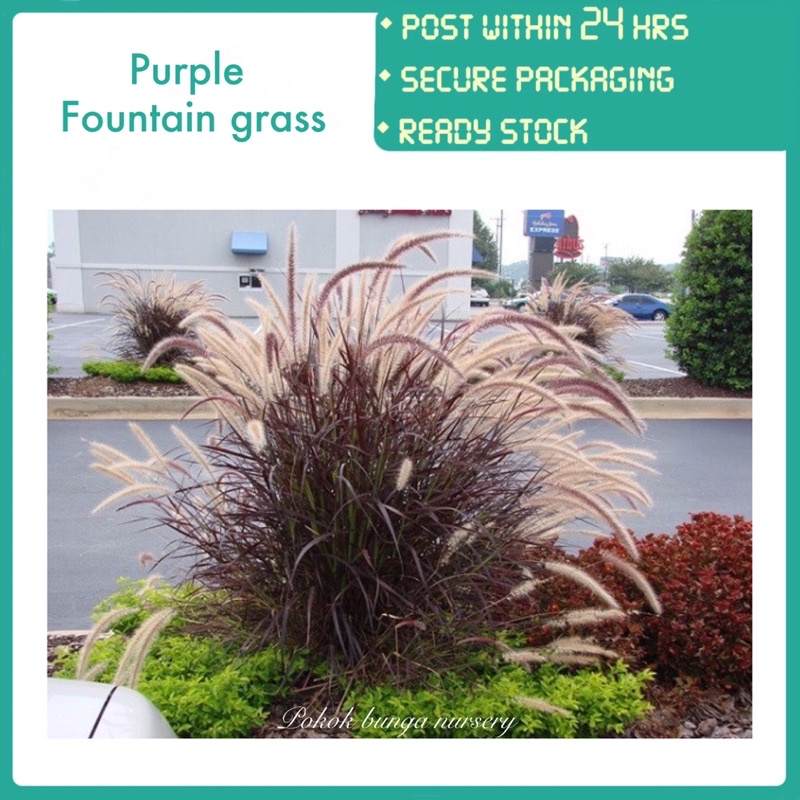 PBN - purple fountain grass - pennisetum setoceum cupreum rubrum ...
