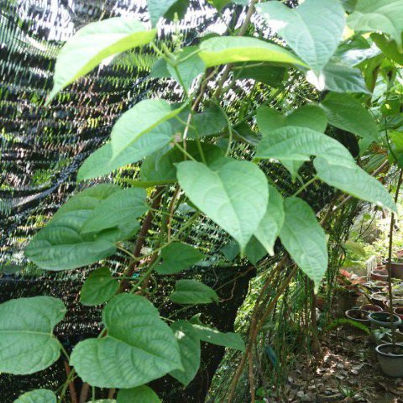 DAUN SACHA INCHI SEGAR.(50HELAI RM5](40gram-50gram) | Shopee Malaysia