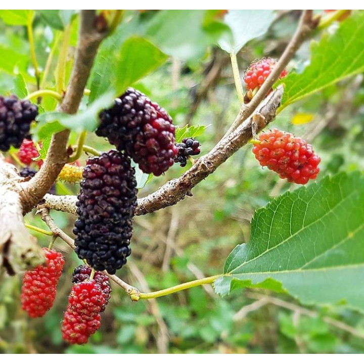Pokok Mulberry ( Boleh Dimakan dan Berkhasiat ) | Shopee Malaysia