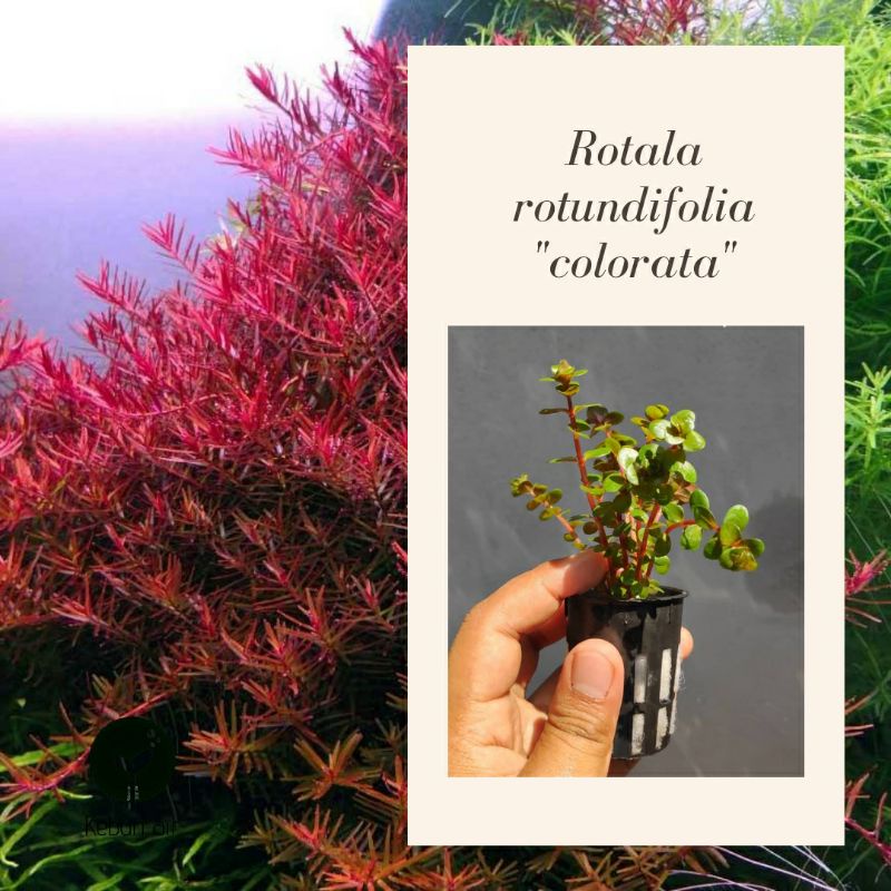 Rotala Colorata