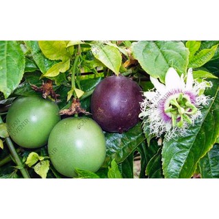 ANAK POKOK MARKISA / PASSION FRUIT PLANT ( +- 10 INCHES) | Shopee Malaysia