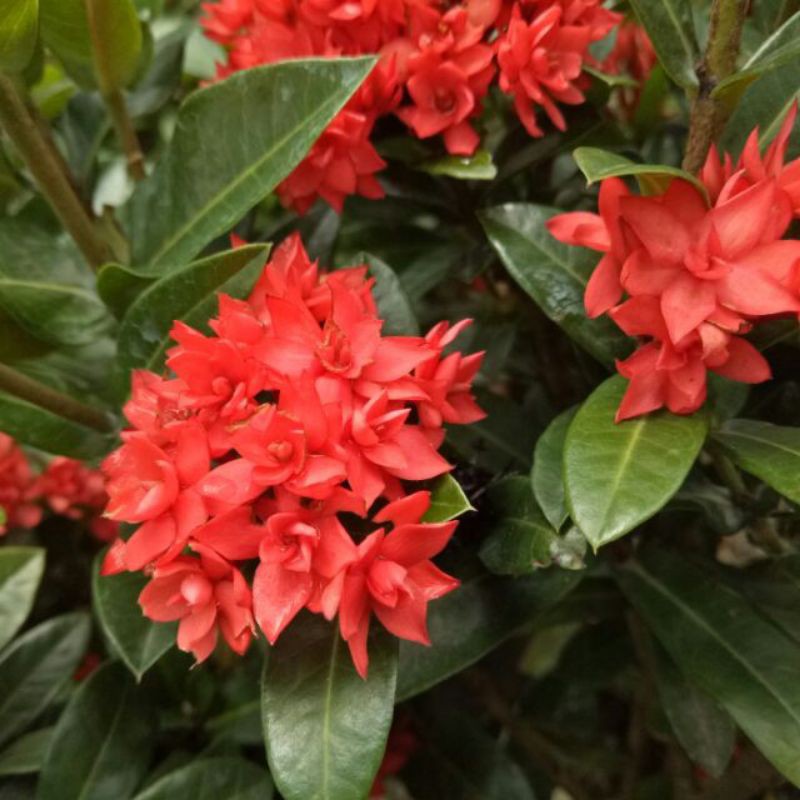 Vietnam Ixora (Pokok Renek dan Bunga CANTIK) | Shopee Malaysia