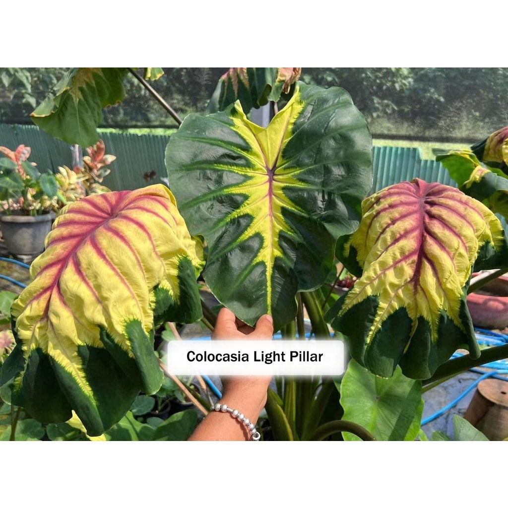 RARE Original Colocasia Light Pillar Plants Pokok Viral Keladi | Shopee ...