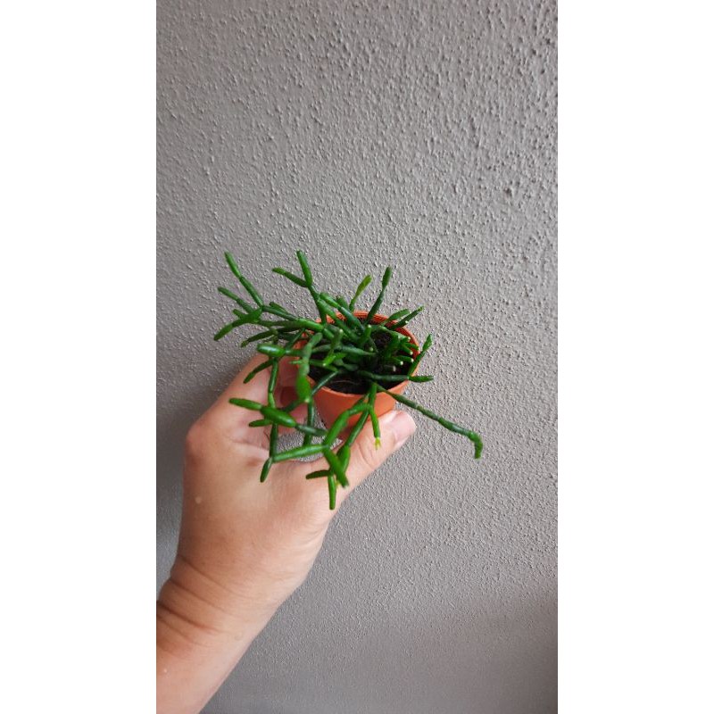 Dancing Bones Cactus (Hatiora salicornioides) | Shopee Malaysia