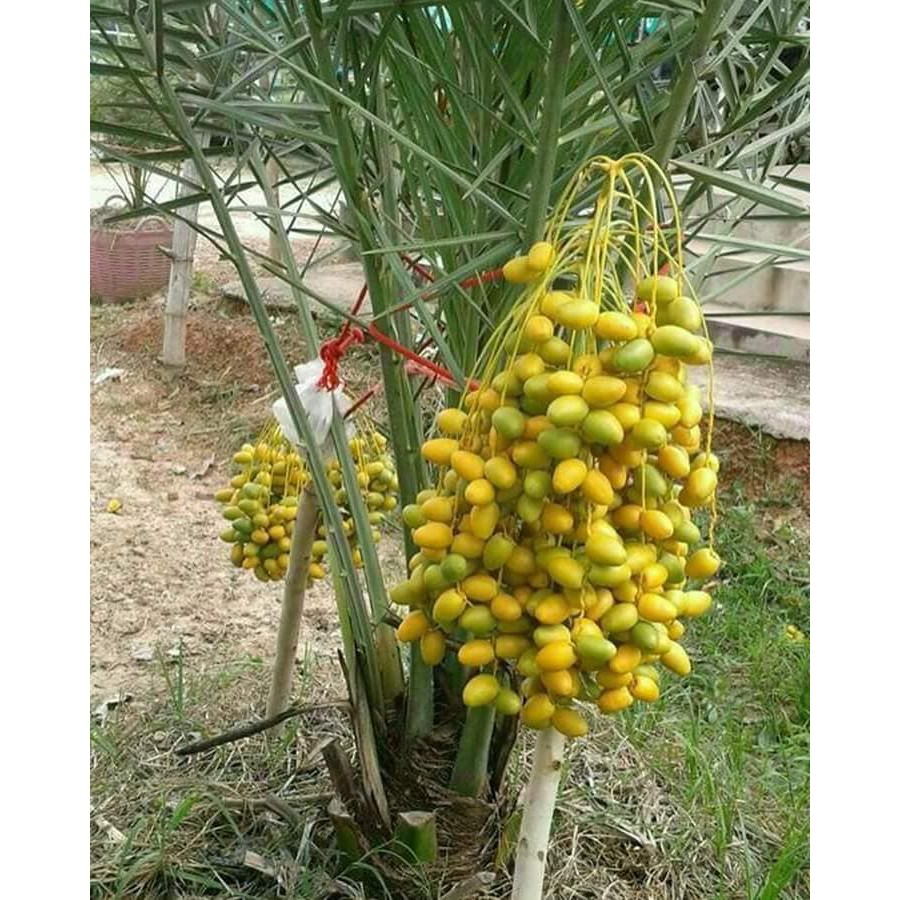 Pokok kurma Hybrid / Date palm tree | Shopee Malaysia