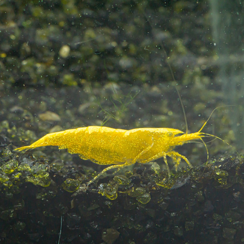 Taiwan Premium Golden back shrimp neocaridina sp 5 piece | BeeCost